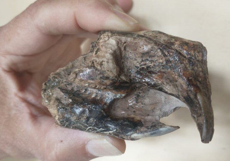 Recuperan en San Pedro un cráneo fósil de más de 700.000 años