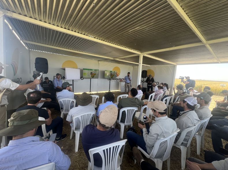 Don Mario Más presentó los máximos rendimientos de las variedades de ...