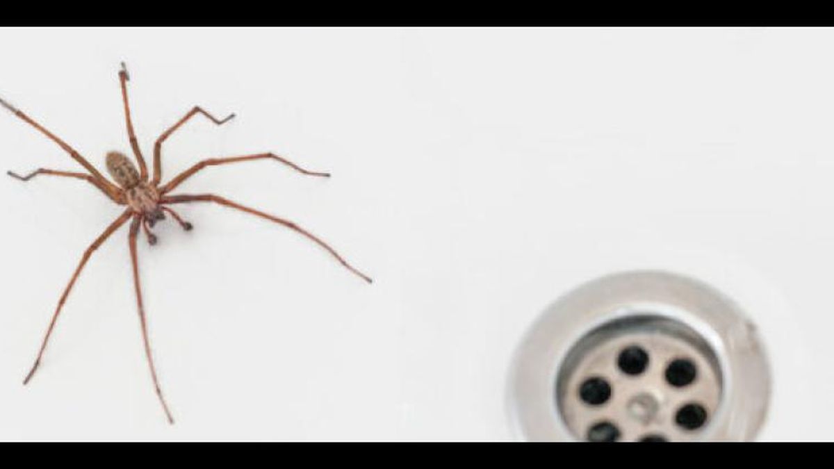 Cómo reconocer la araña del rincón que provocó la muerte de una nena en ...
