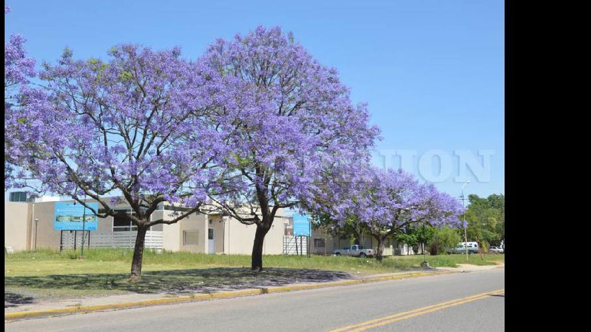 Noviembre, el mes que Pergamino se pinta de violeta con sus jacarandás
