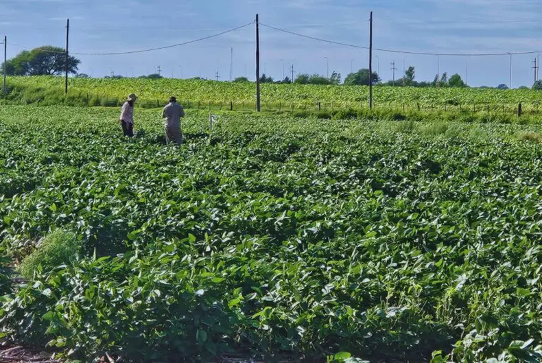 La soja evoluciona: claves para su manejo en ambientes semiáridos