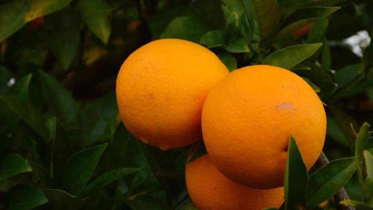Producir naranjas: un antes y un después en la prevención de enfermedades
