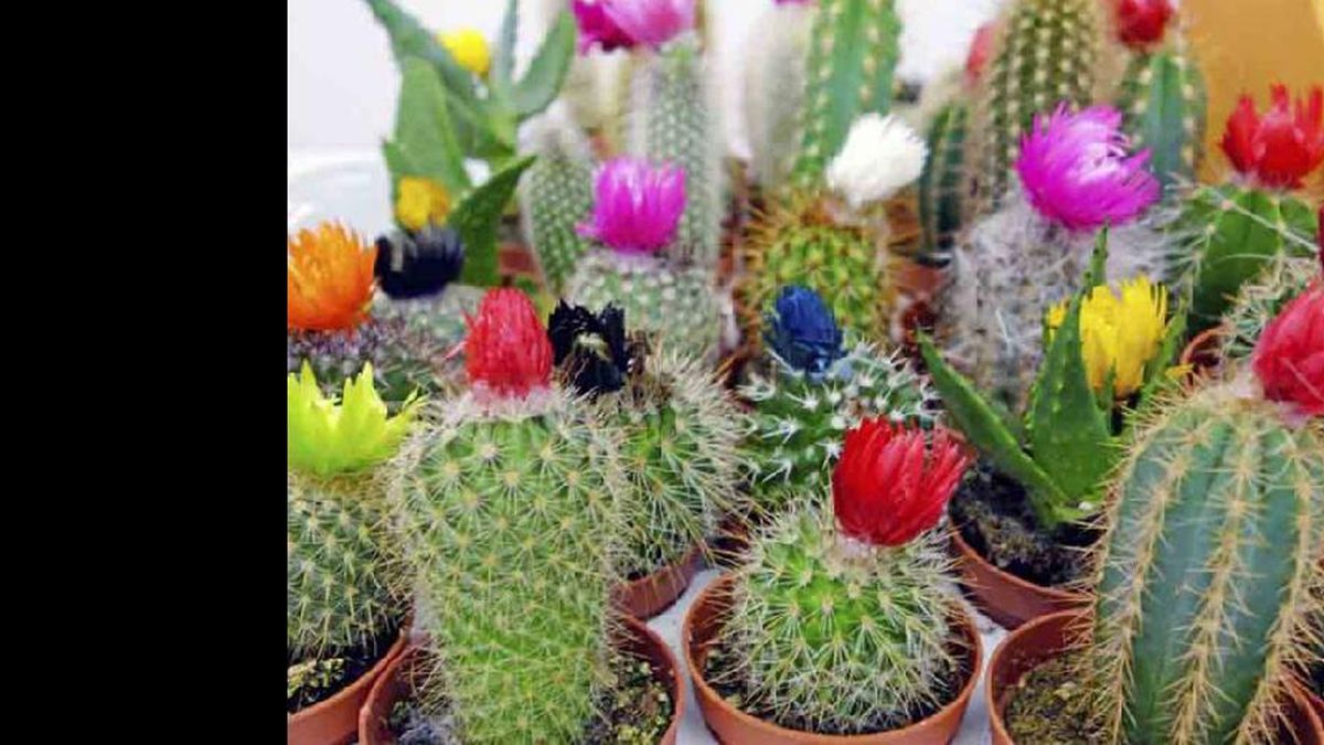 Cactus y suculentas: dos especies que ganan cada vez más adeptos