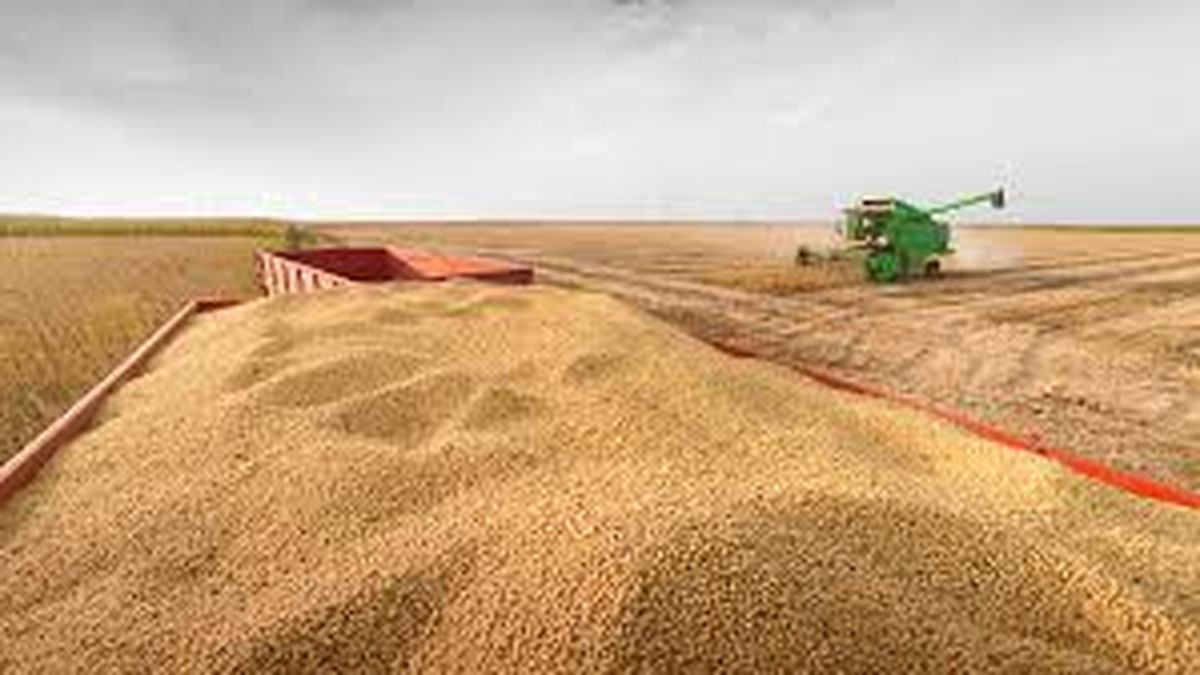 Se derrumba el precio de la soja y los productores frenan las ventas